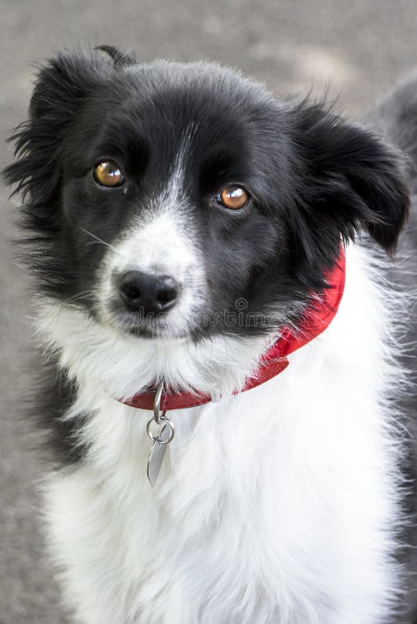Border Collie, Black and White Border Collie with Red Kerchief Stock ...
