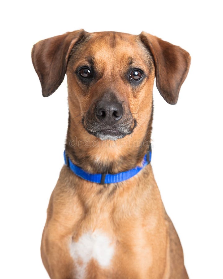 Cute Brown Big Dog Sitting Looking Stock Photo - Image of shot ...