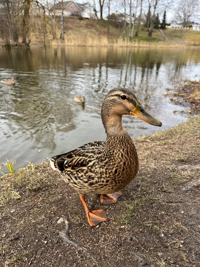 497 Happy Duck Front Stock Photos - Free & Royalty-Free Stock Photos ...