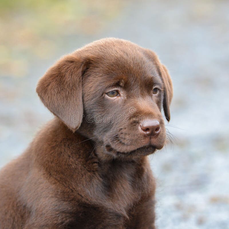 Closeup of a Cute Brown Labrador Puppy on the Ground Stock Image ...
