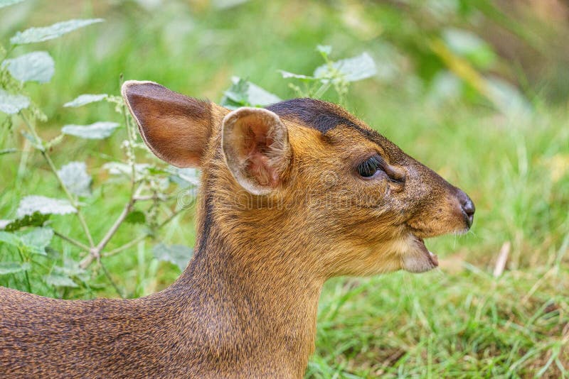 Closeup of a Cute Brown Muntjac Deer in Nature during the Daytime Stock ...