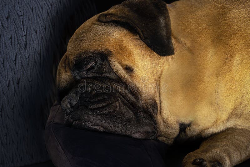 Closeup of a Cute Bullmastiff Sleeping on the Bed Stock Photo - Image ...