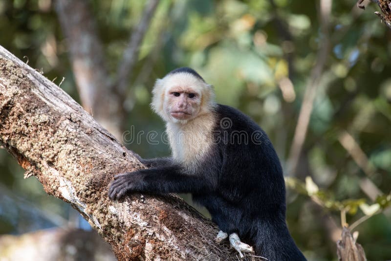 Capuchin Monkey Sitting on a Tree in the Jungle and Eating a Banana ...