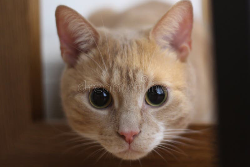 Closeup Of Cat Eyes, Cat Face And Look At The Camera. Stock Photo ...