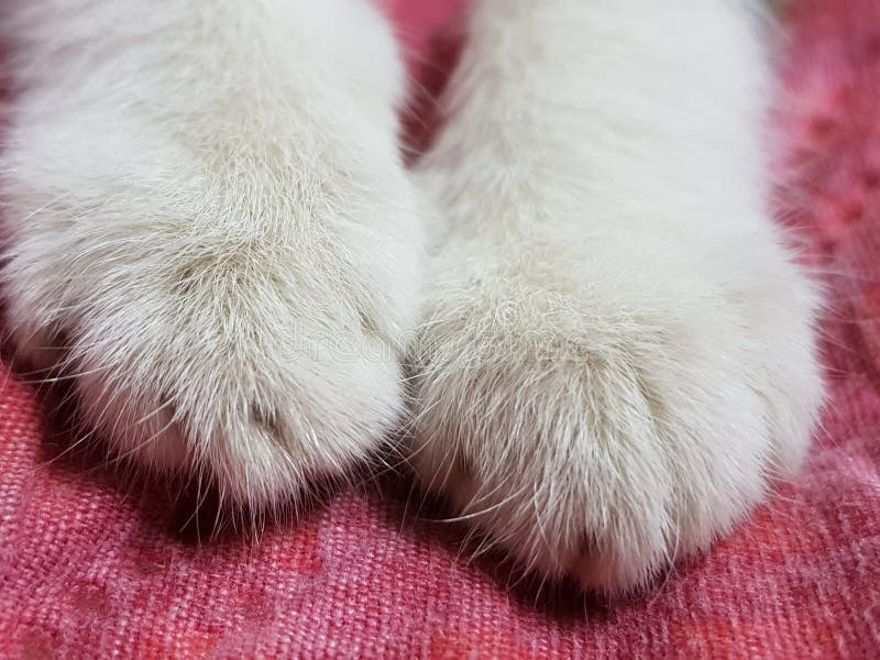 Closeup Cute cat feet stock image. Image of organ, hand - 183593365
