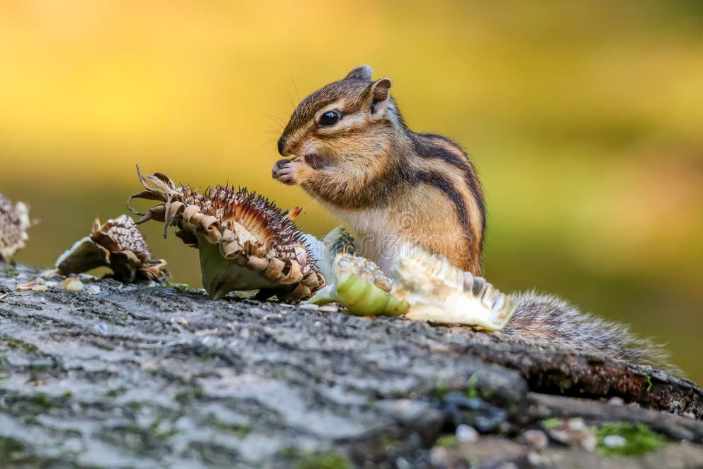 Closeup of a Cute Chipmunk on a Log Snacking on Some Seeds Stock Image ...