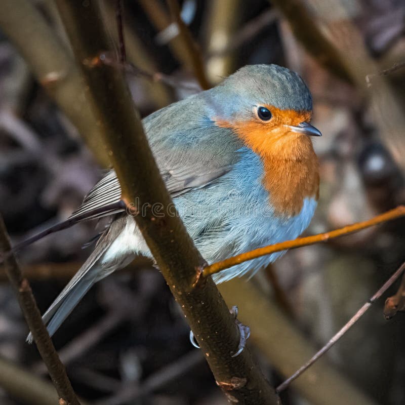 Closeup of a Cute, Chubby Robin Redbreast Standing on Wet Branches in ...