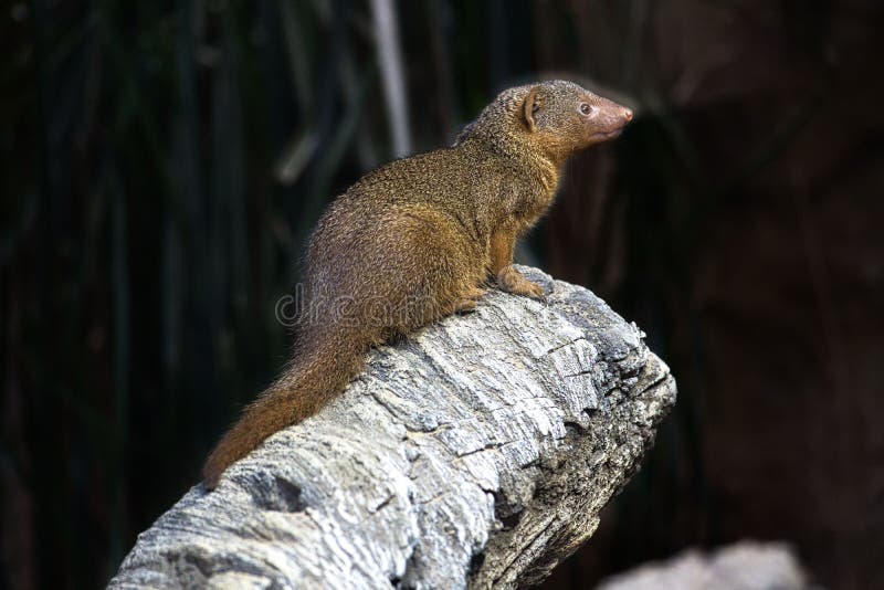 Closeup of a Cute Common Dwarf Mongoose on a Wood in a Zoo Stock Image ...