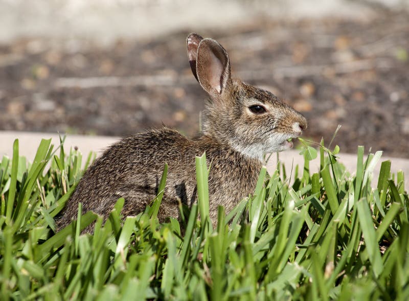 Closeup of Cute Cottontail Bunny Rabbit in the Garden. Stock Image ...