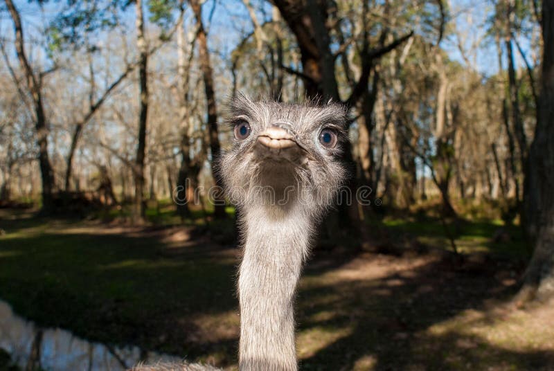 Closeup of a Cute Darwin S Rhea Head Under the Sunlight Stock Photo ...