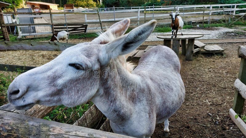 Closeup of a Cute Donkey in the Stable Stock Photo - Image of stable ...