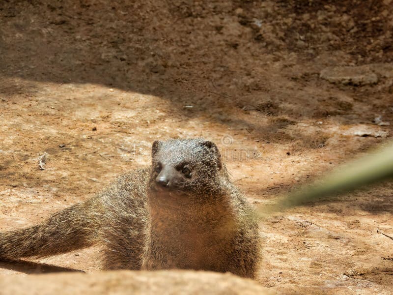 Baby Egyptian Mongoose