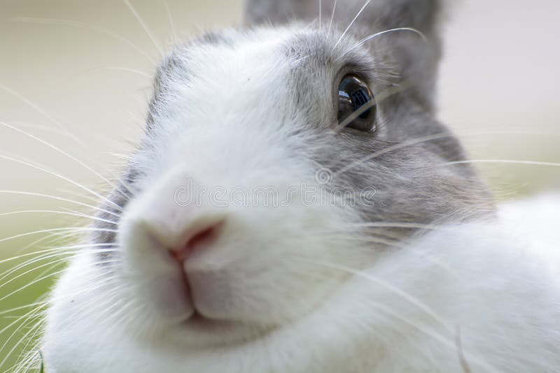 Closeup of a Cute Fluffy Rabbit Stock Photo - Image of small, fluffy ...