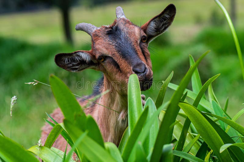 Closeup of a Cute Goat Kid Behind Fresh Grass in a Field Stock Photo ...