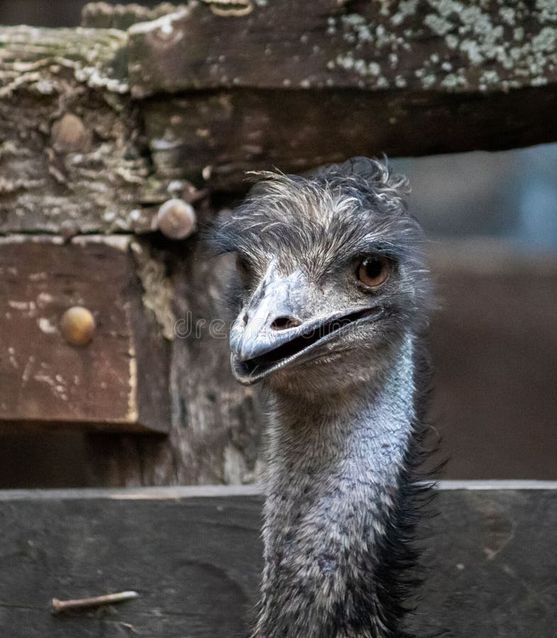 Closeup of a Cute Gray Emu with a Smiling Expression Outside in Front ...