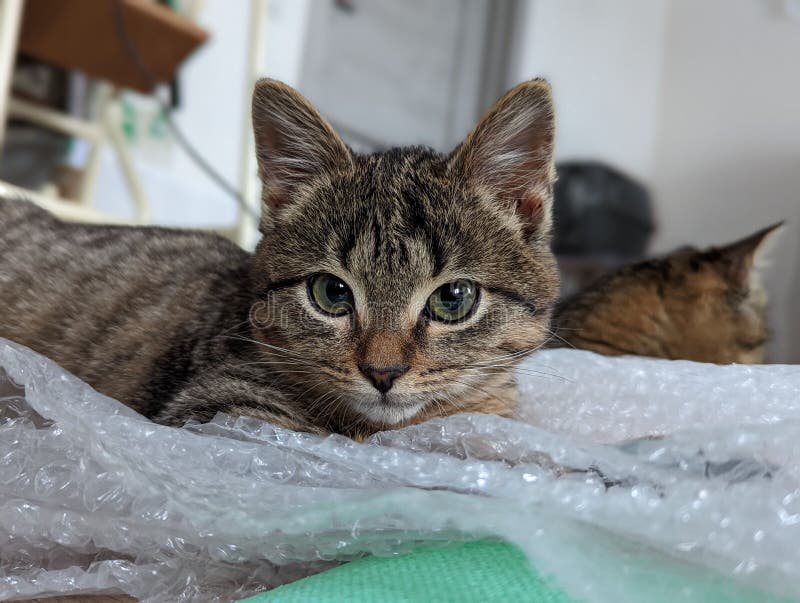 Closeup of a Cute Gray Tabby Cat Lying on the Bubble Wrap and Looking ...