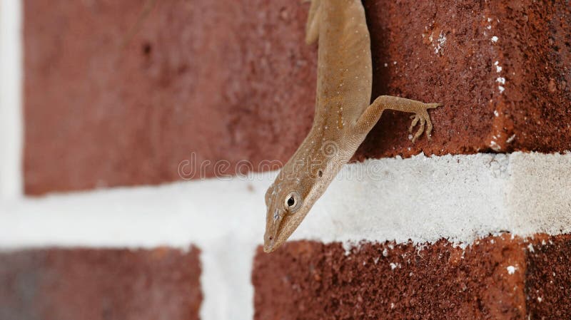 Closeup of a Cute Lizard on a Wall Stock Photo - Image of closeup ...