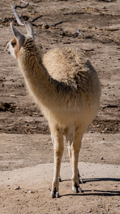 Closeup of a Cute Llama Turning and Looking Back Stock Image - Image of ...