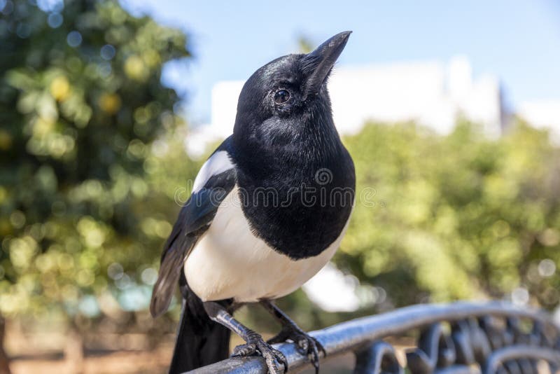 Closeup of a Cute Magpie Looking at the Camera Stock Image - Image of ...