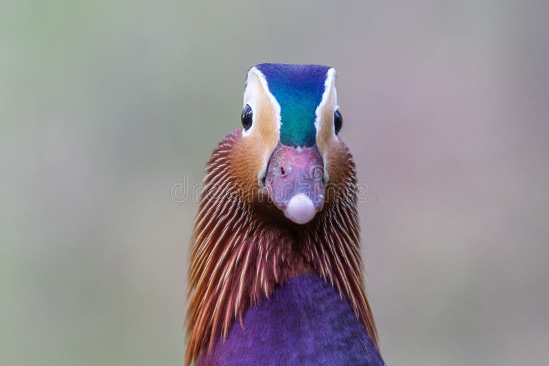 Closeup of a Cute Mandarin Duck Looking at a Camera Stock Image - Image ...
