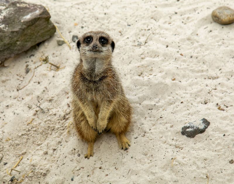 Closeup of a Cute Meerkat Looking Up Stock Image - Image of mammal ...