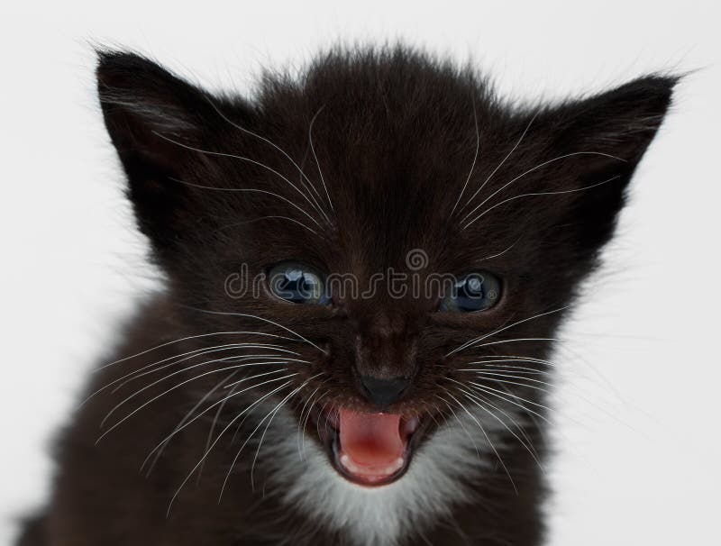 Cute Cat Meowing Towards Camera with Beautiful Green Eyes Stock Photo ...
