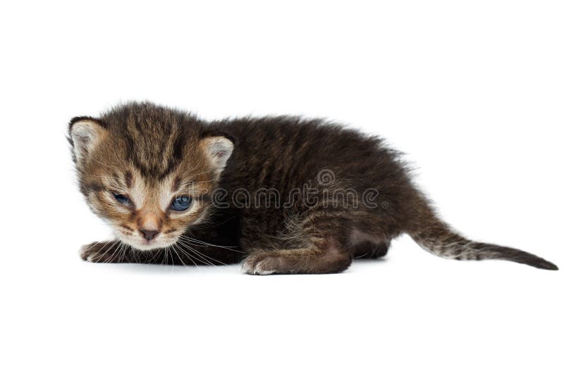 Closeup Cute New Born Kitten Isolated on White Stock Photo - Image of ...