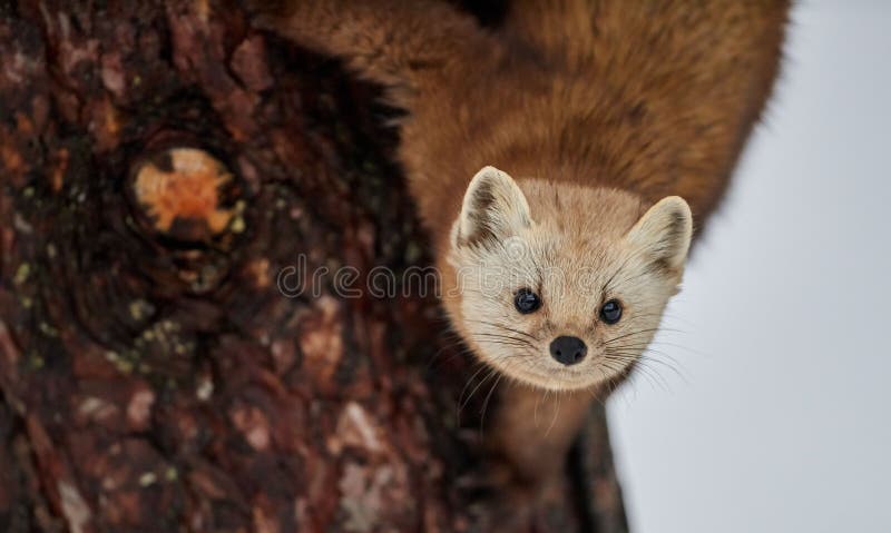Newfoundland Marten Stock Photos - Free & Royalty-Free Stock Photos ...
