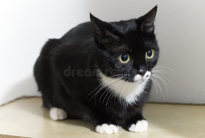 Closeup of a Cute Obedient Black-and-white Kitt Stock Image - Image of ...