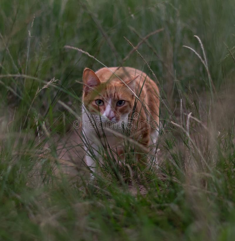 Closeup of a Cute Orange Tabby Cat Behind the Grass in a Field Stock ...