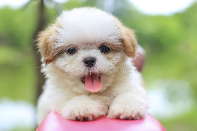 Front View Closeup Image of Cute Puppy Stock Photo - Image of happy ...