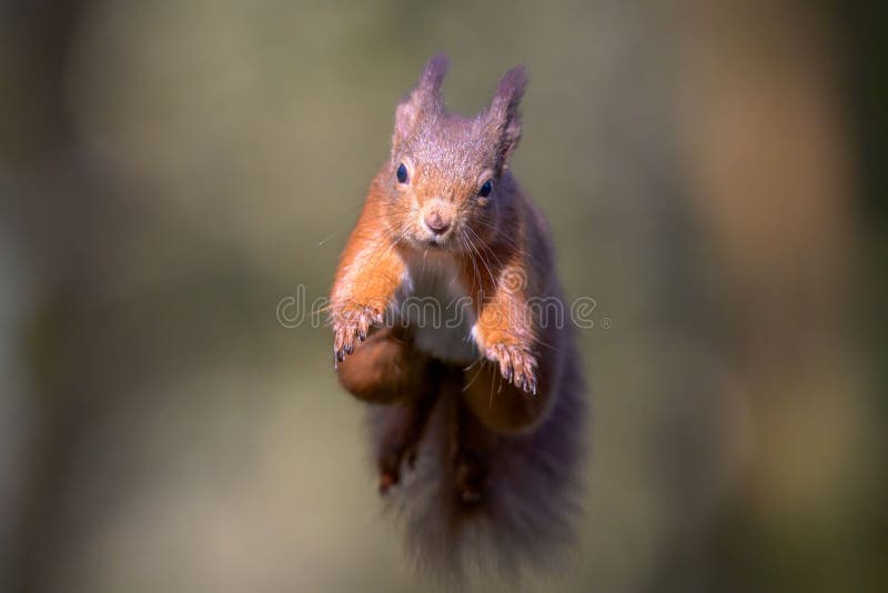 Closeup of a Cute Red Squirrel Leaping in the Air Stock Photo - Image ...