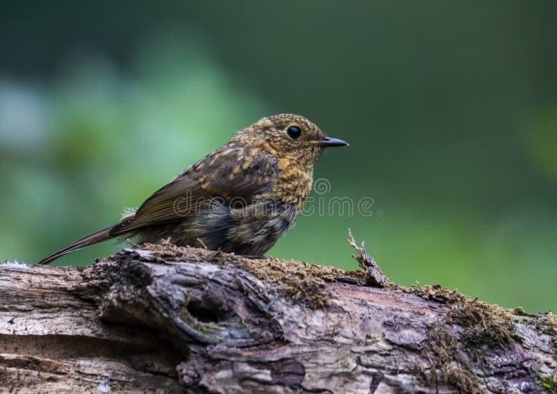 Closeup of a Cute Robin Sitting on Wood with a Blurred Background Stock ...