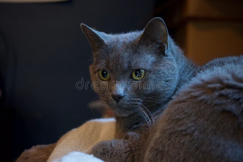 Closeup of a Cute Russian Blue Cat. Stock Photo - Image of domestic ...