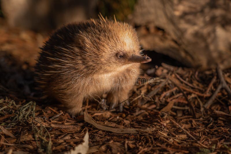 Closeup of a Cute Short-beaked Echidna in the Zoo Stock Image - Image ...