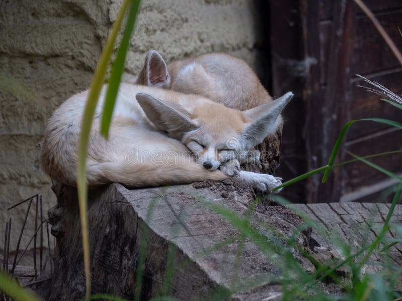 Closeup of a Cute Sleeping Fennec Fox Stock Image - Image of winter ...