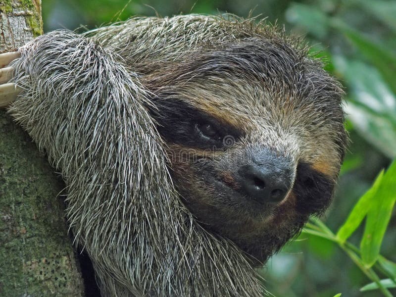 Sloths Smiling With Teeth
