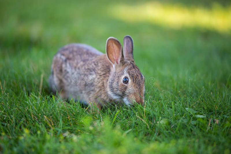 Closeup of a Cute Small Rabbit on a Grass during the Daytime Stock ...