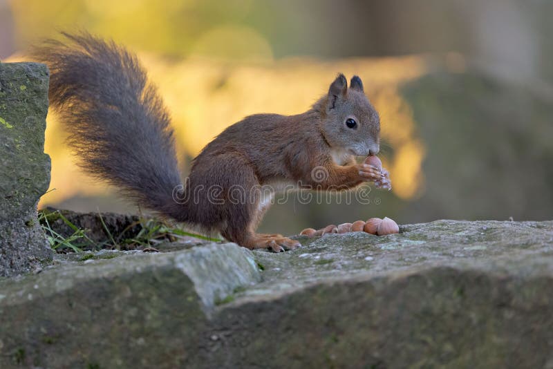 Closeup of a Cute Squirrel Eating Hazelnuts during the Daytime Stock ...
