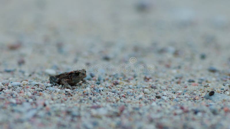 Closeup of a Cute, Tiny Brown Frog Sitting on the Ground with Small ...