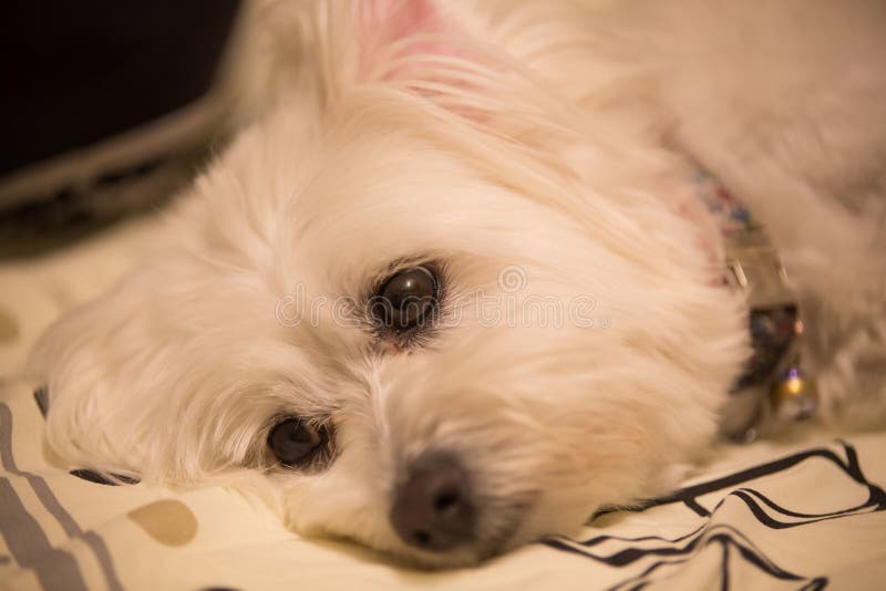 Closeup of Cute White Fluffy Maltese Dog with Sad Eyes Lying on the ...