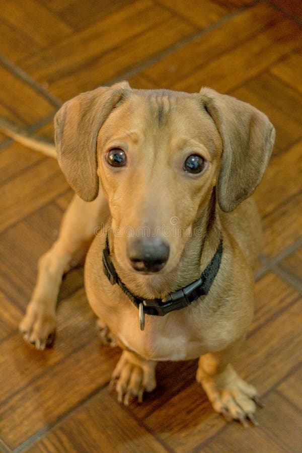 Closeup of a Cute Wiener Dog with a Sad Look Stock Photo - Image of ...