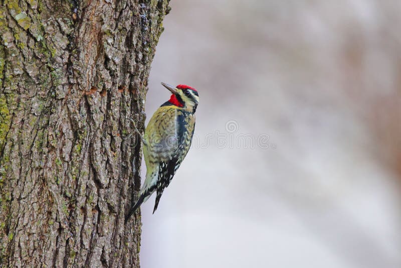 Closeup of a Cute Yellow-bellied Sapsucker on the Tree Trunk Stock ...