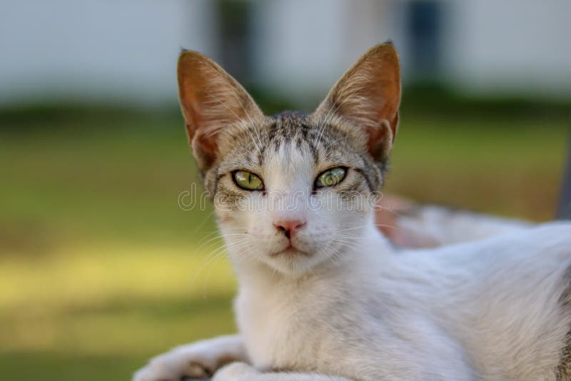Closeup of a Cutie with Dimples Stock Photo - Image of darling ...