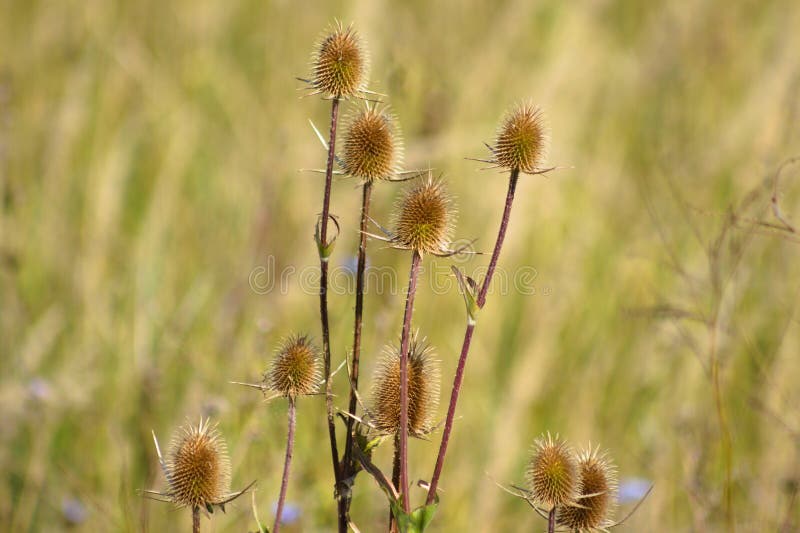 Cutleaf Teasel in Bloom Closeup View with Blue Sky on Background Stock ...