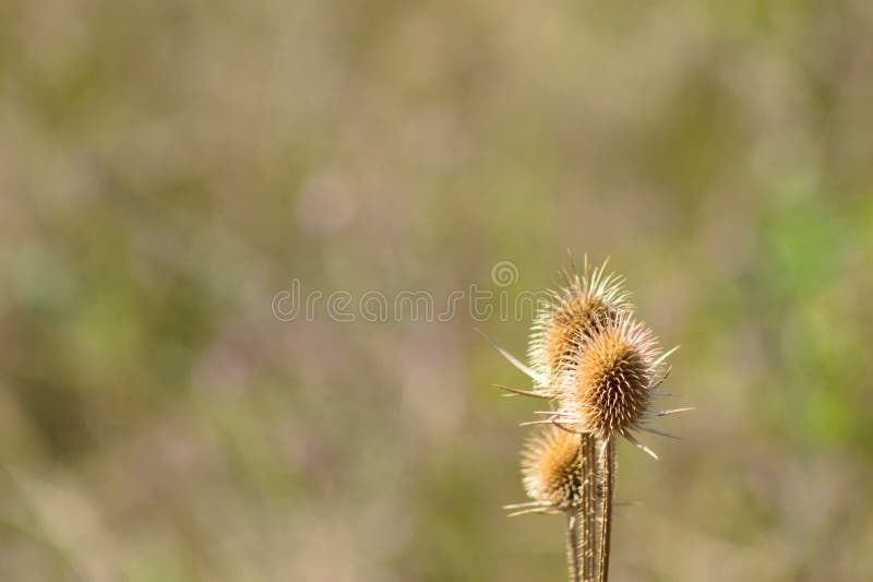 Cutleaf Teasel in Bloom Closeup View with Blue Sky on Background Stock ...
