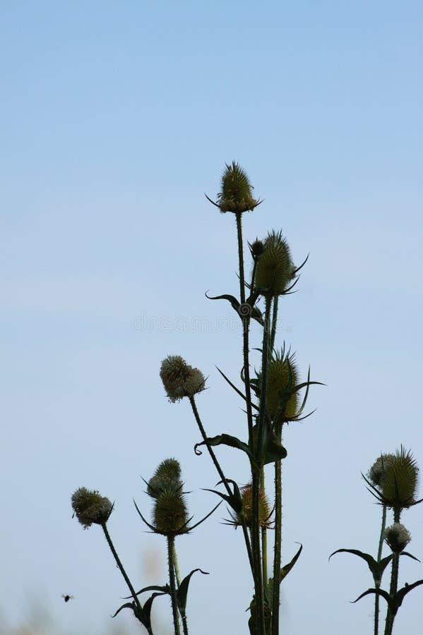 Cutleaf Teasel in Bloom Closeup View with Blue Sky on Background Stock ...