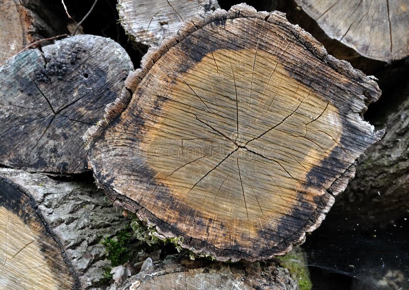 Closeup on Cutting of a Tree Stock Photo - Image of trunk, bark: 34030750