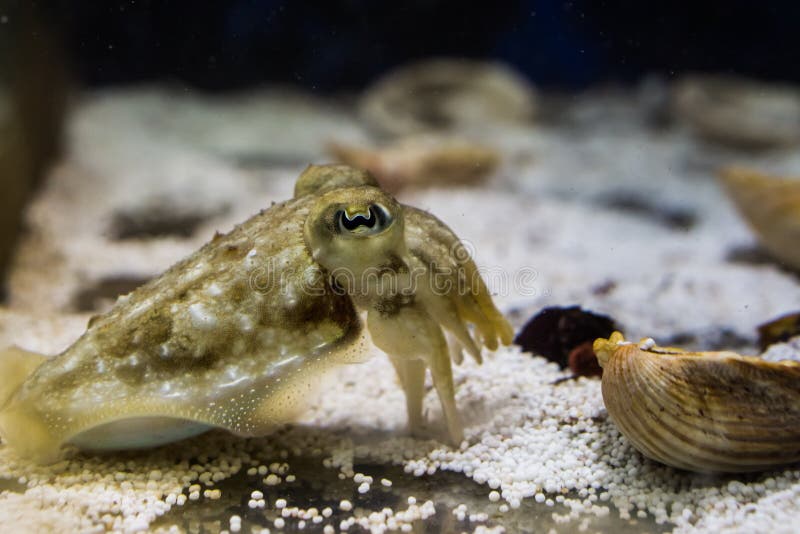 Closeup of a Cuttle Fish, Funny Pet for the Aquarium Stock Image ...