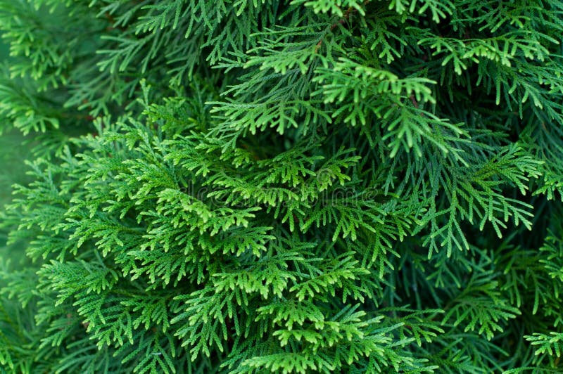 Closeup of Cypress Tree Branch. Stock Image - Image of christmas ...